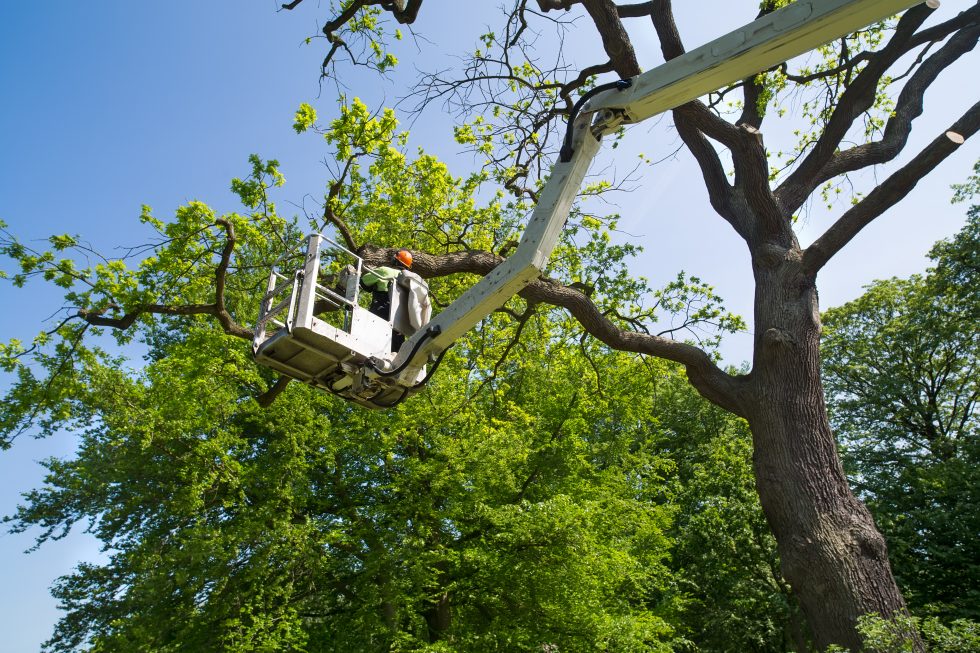 Proper Pruning | Hoppe's Tree Service